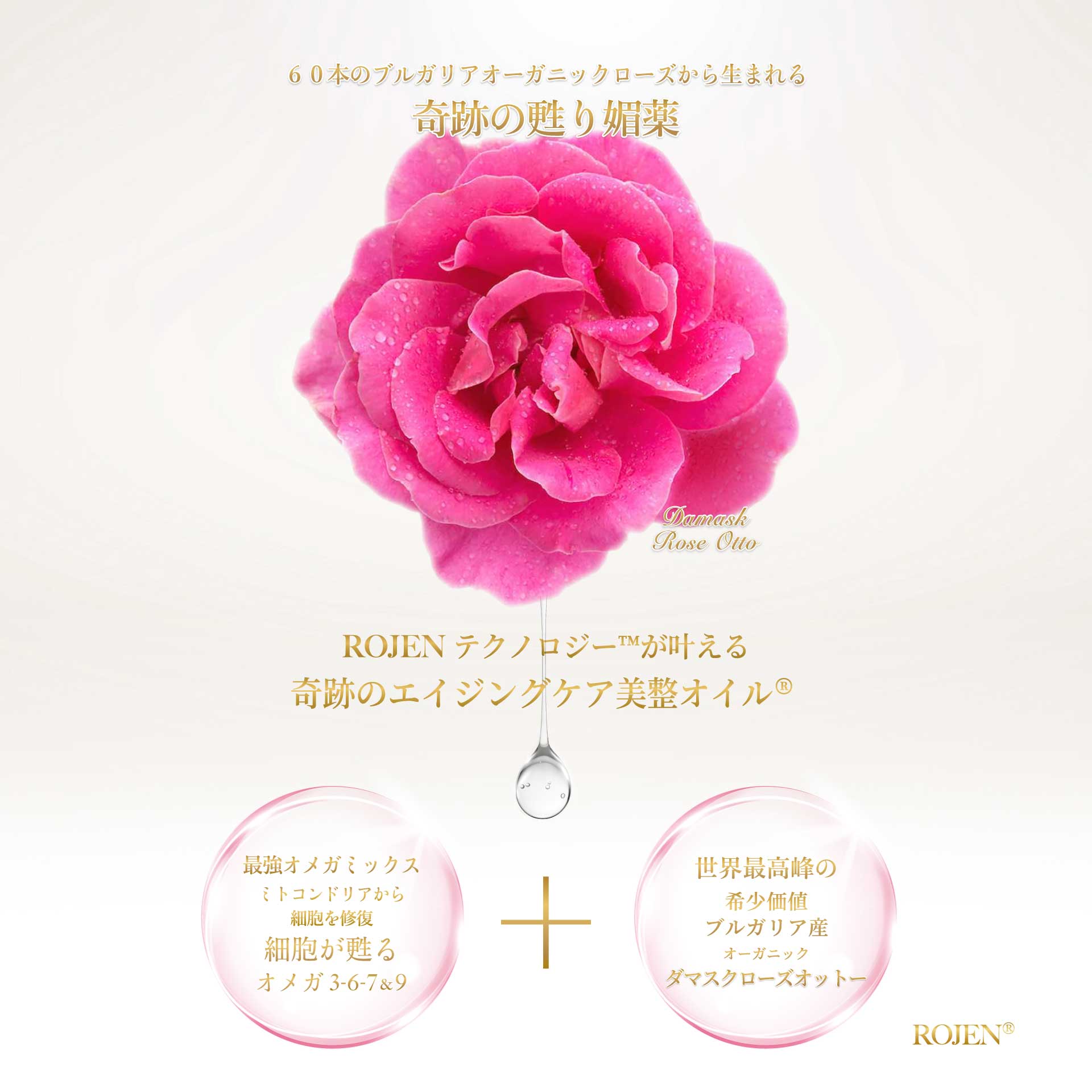 Damask_002 (1) | ROJEN®