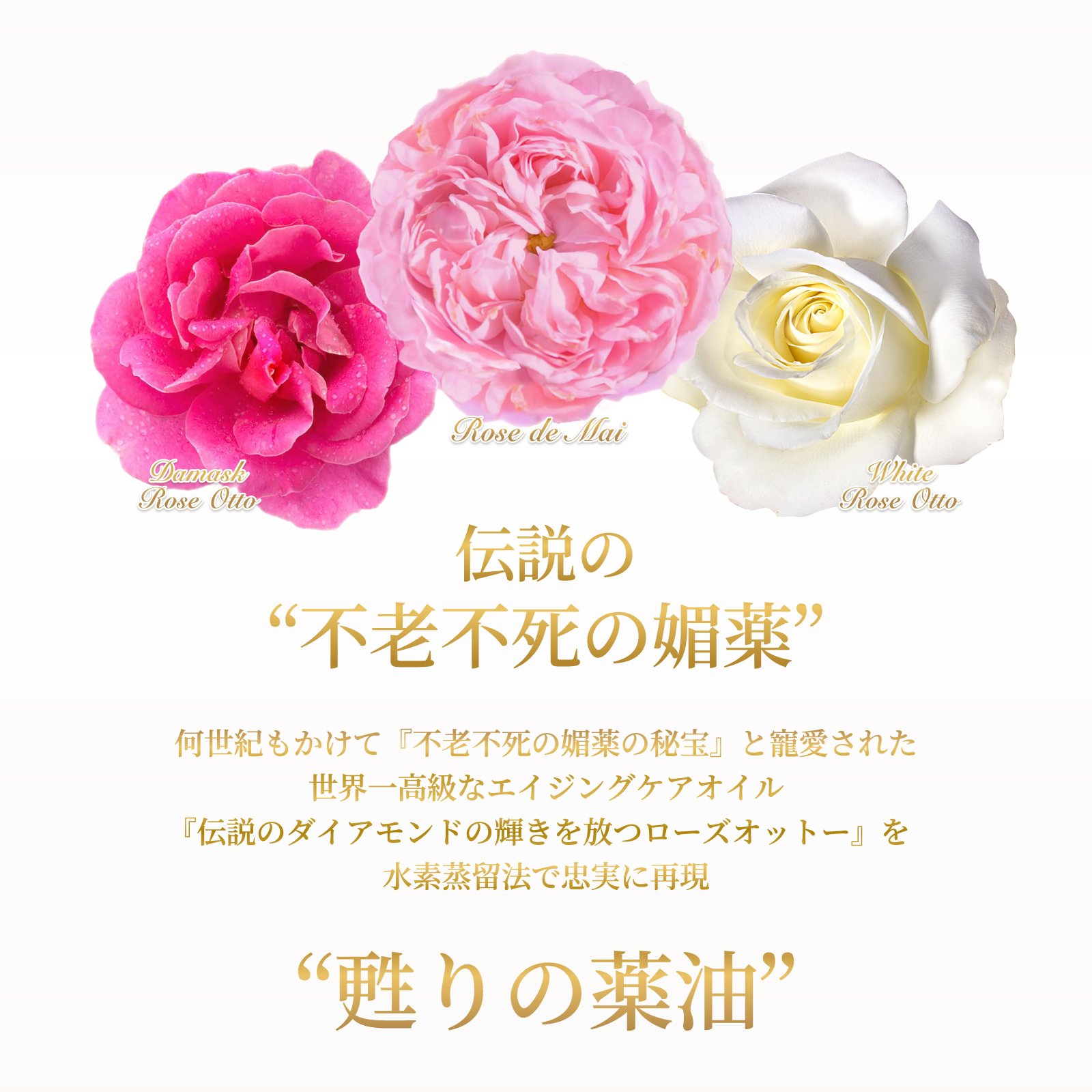 otto-exp_01 | ROJEN®