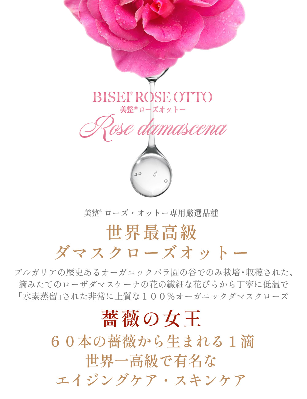 otto-Pink-SL_JP01_s | ROJEN®